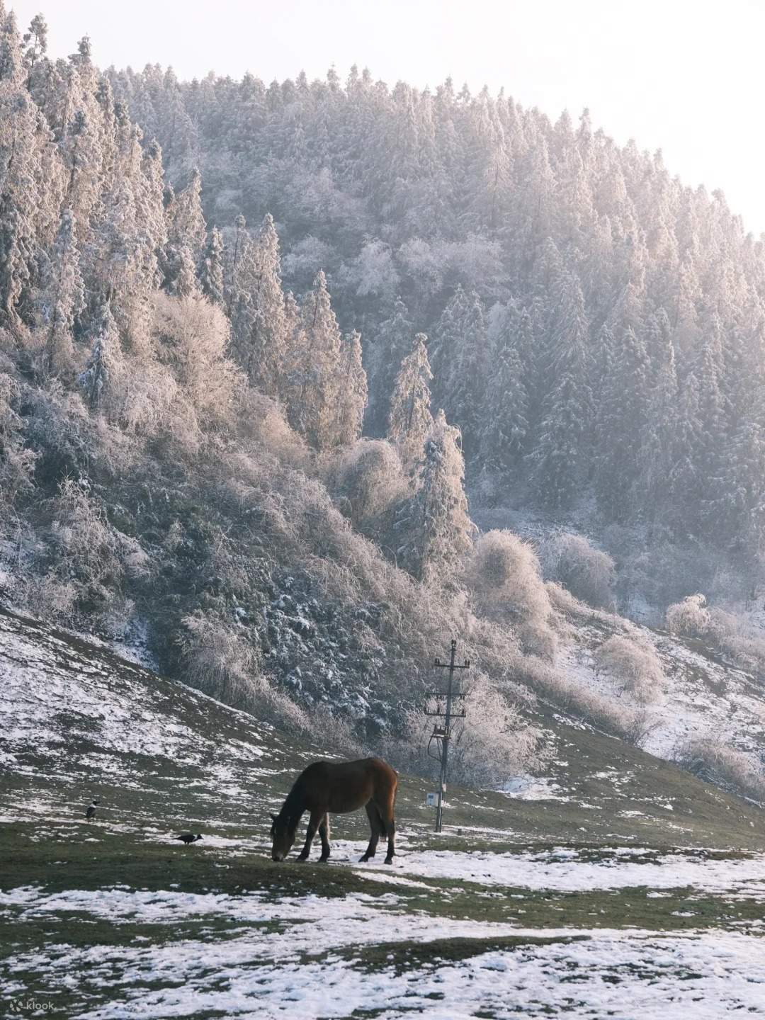 Chongqing Wulong two-day private tour with Chinese and English tour ...