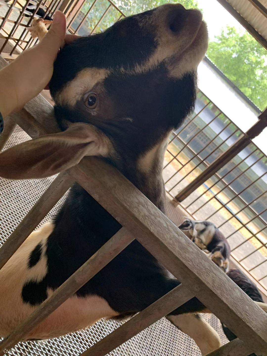 Singapore Farm Day Tour with Transport - Klook Stati Uniti