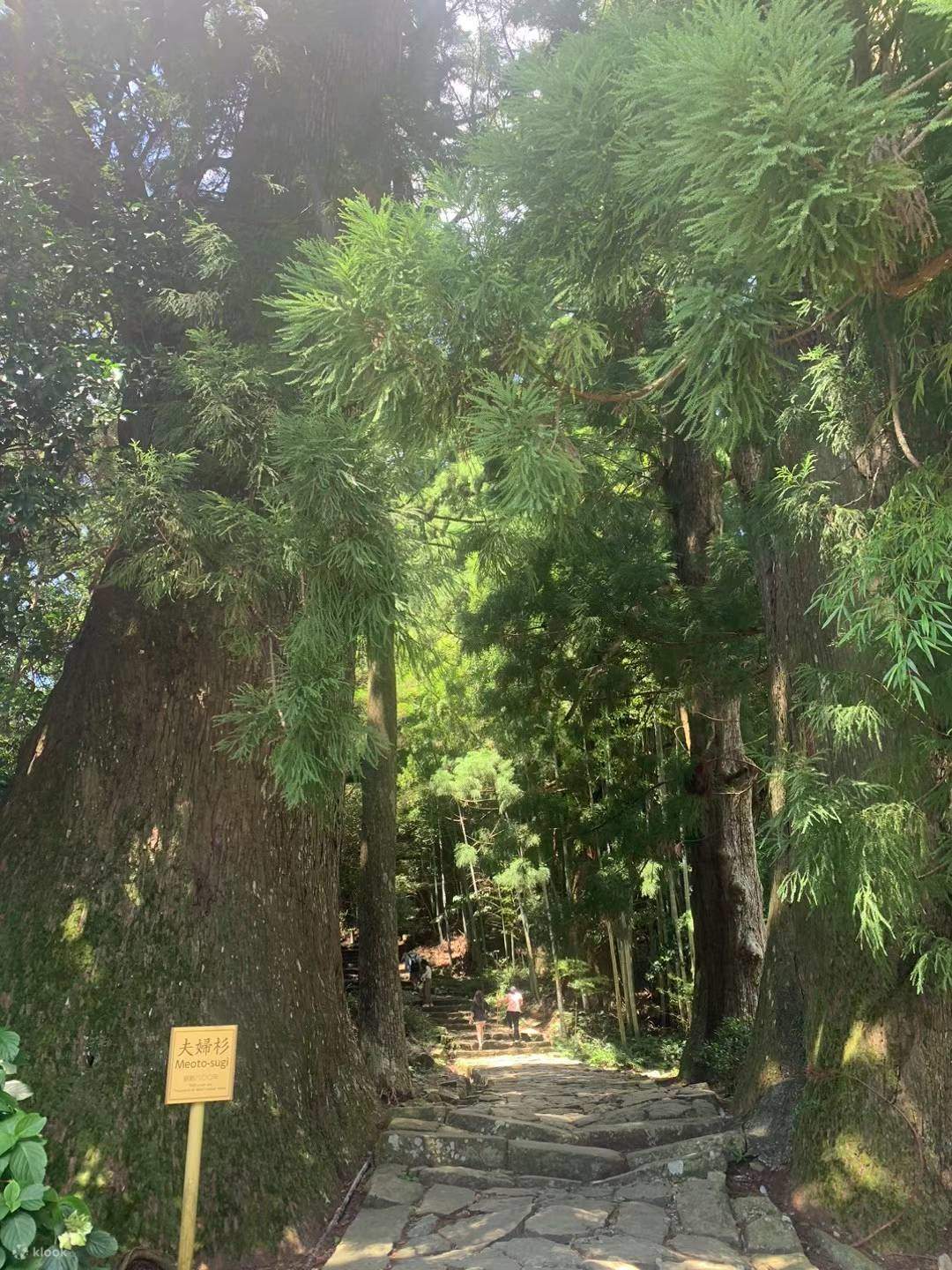 Weltkulturerbe Kumano Ancient Road + Tagestour zu den Nachi ...