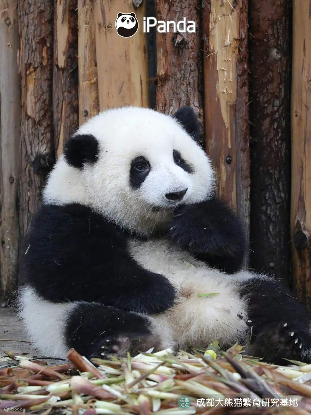 Sichuan Chengdu + Giant Panda Base + Sanxingdui Boutique 1-Day Tour ...