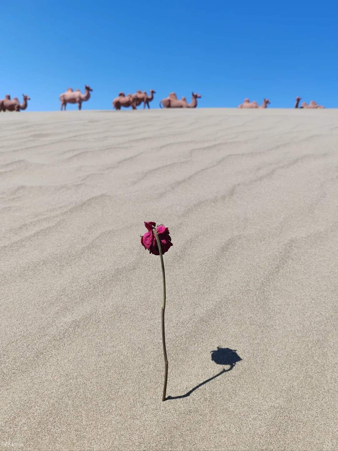 7-Day Xinjiang Wilderness Ili First Class 1+1 (Five Scenic Spots Self ...