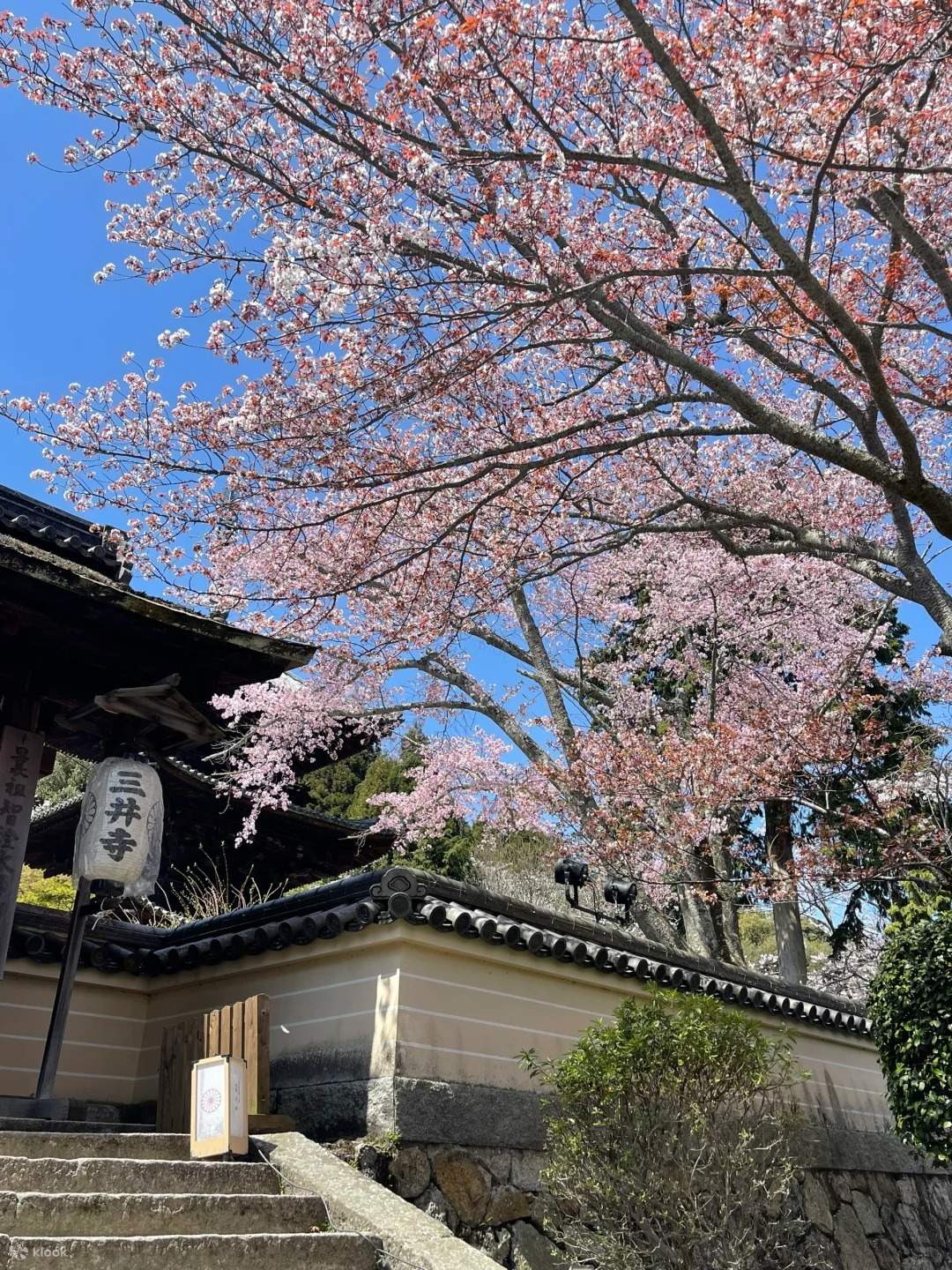 Limited Cherry Blossom Season - A Day Trip to Miho Museum & Mii-dera ...