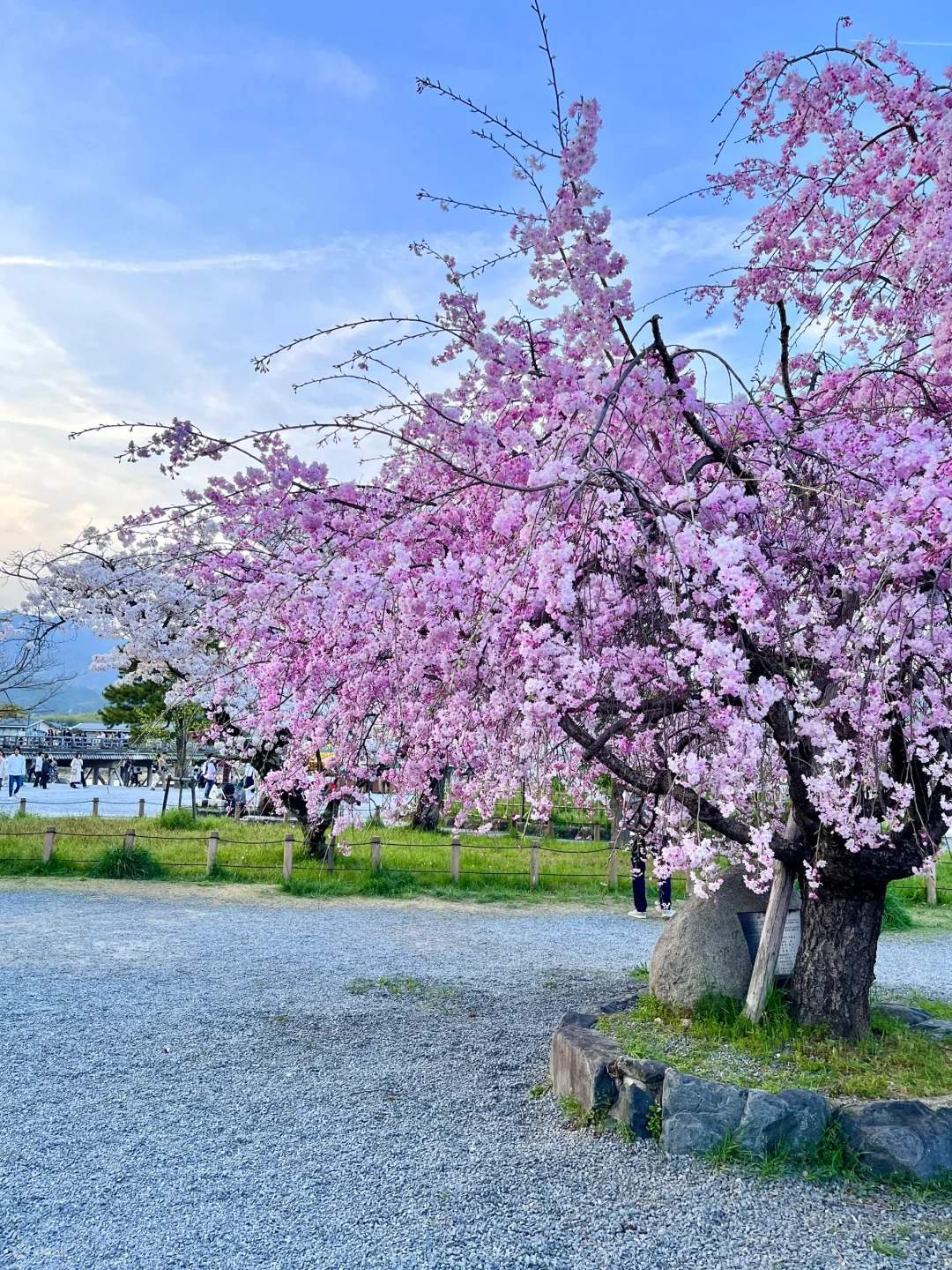 Kyoto Arashiyama Scenic and Cultural Tour and Nara Deer Fun Experience ...