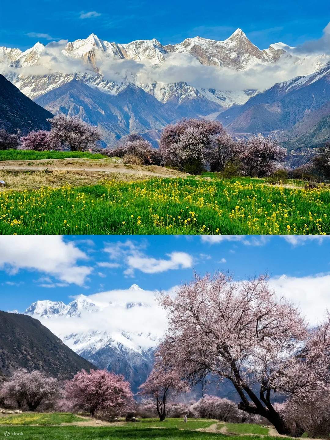 Nyingchi Peach Blossom Luxury 6 Days (Nangabawa Sunshine Golden ...