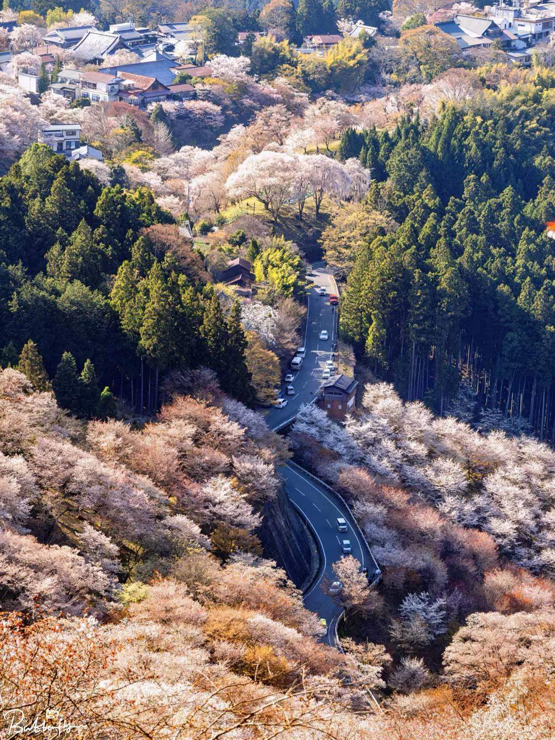 World Heritage Mt Yoshino & Sakura Sighting Day Tour from Nagoya ...
