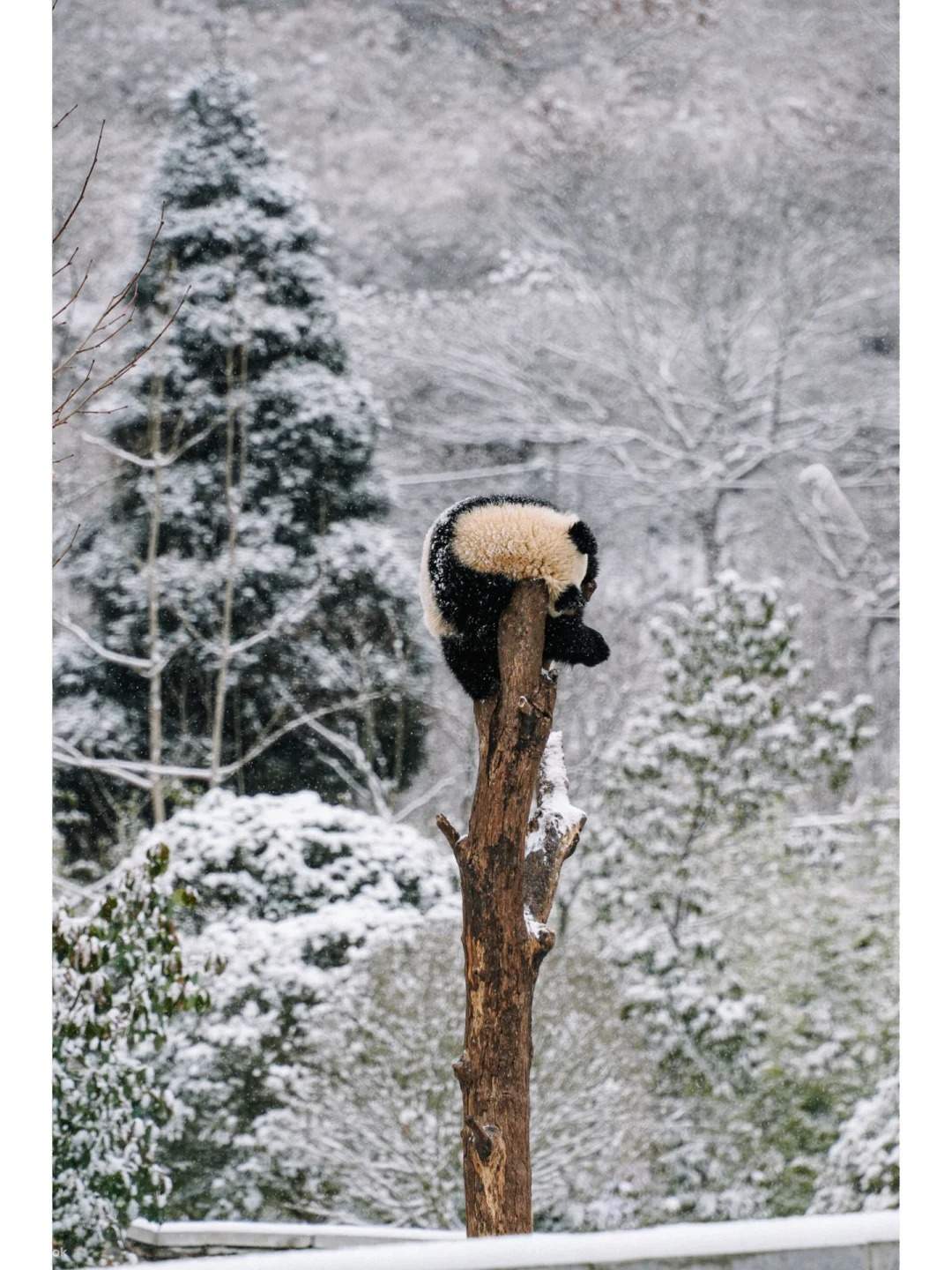 Panda Base & Sanxingdui Museum One-day Tour - Klook