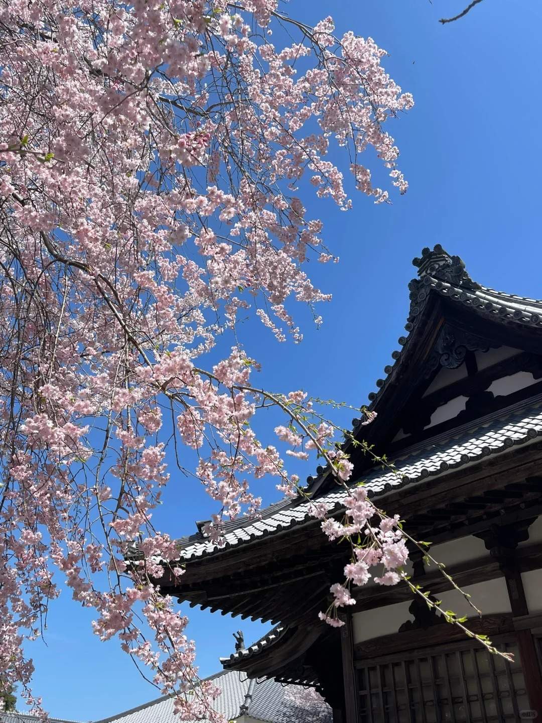 Limited Cherry Blossom Season - A Day Trip to Miho Museum & Mii-dera ...