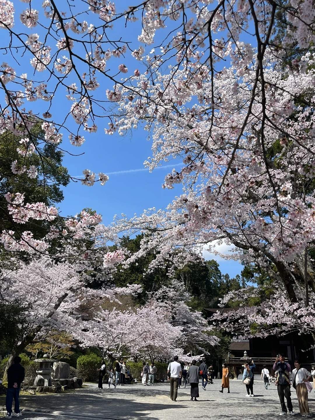 Limited Cherry Blossom Season - A Day Trip to Miho Museum & Mii-dera ...