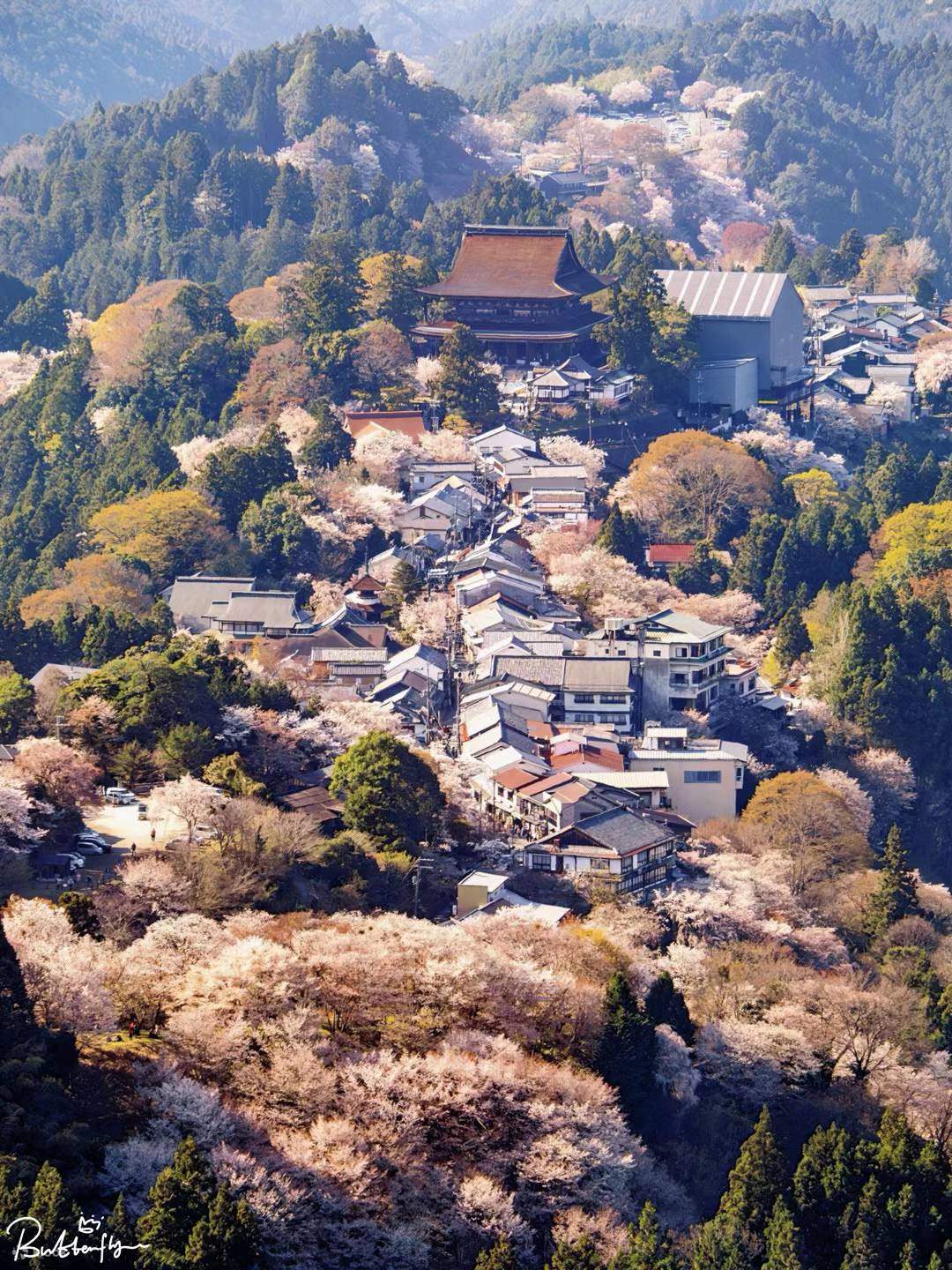 World Heritage Mt Yoshino & Sakura Sighting Day Tour from Nagoya ...