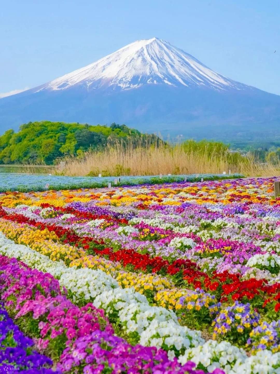 Mount Fuji Yamanashi Fruit Picking & Kawaguchiko Landmark Sightseeing ...