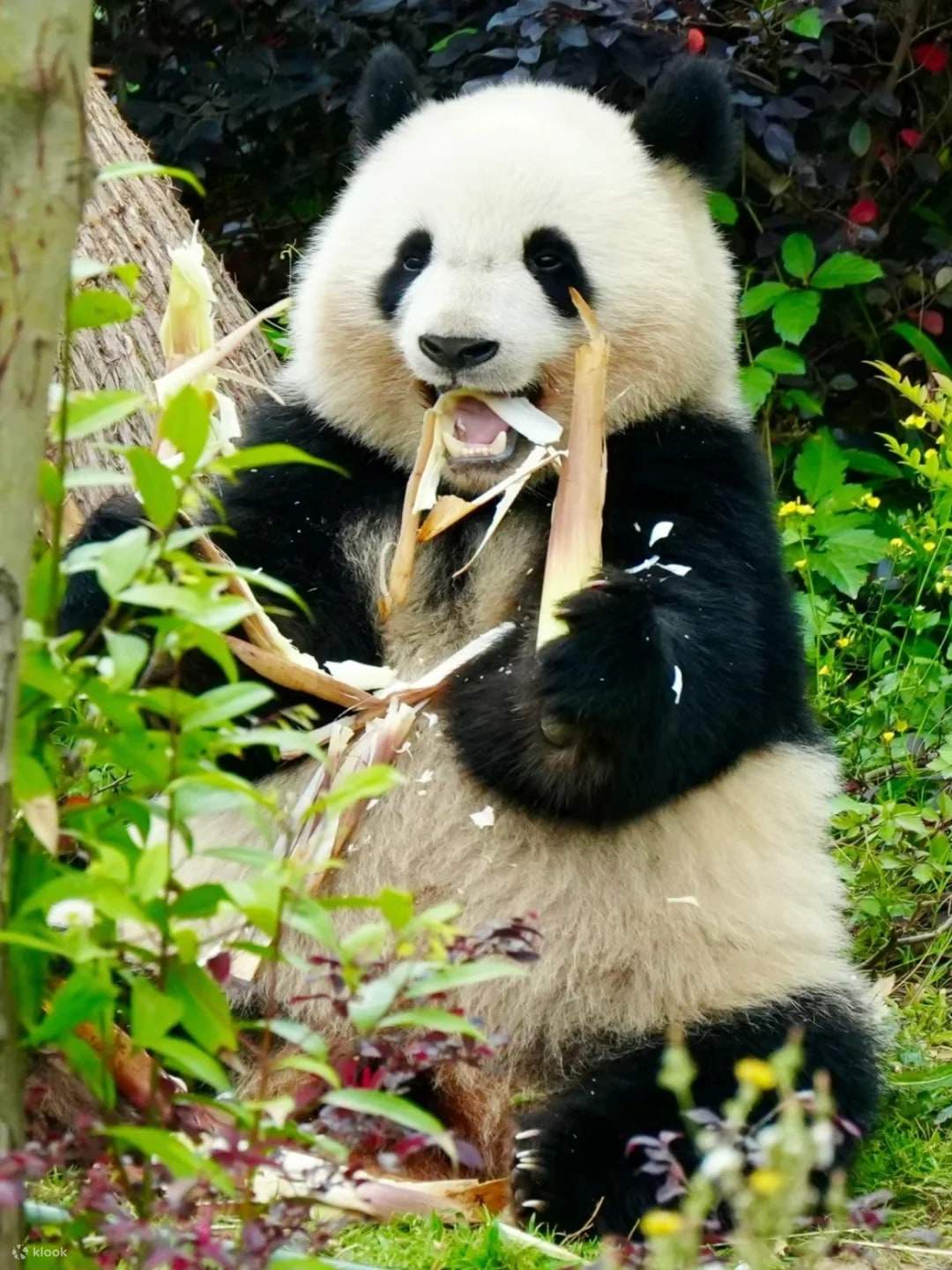 Chengdu, Sichuan + Giant Panda Base + Sanxingdui Museum One-Day Tour ...