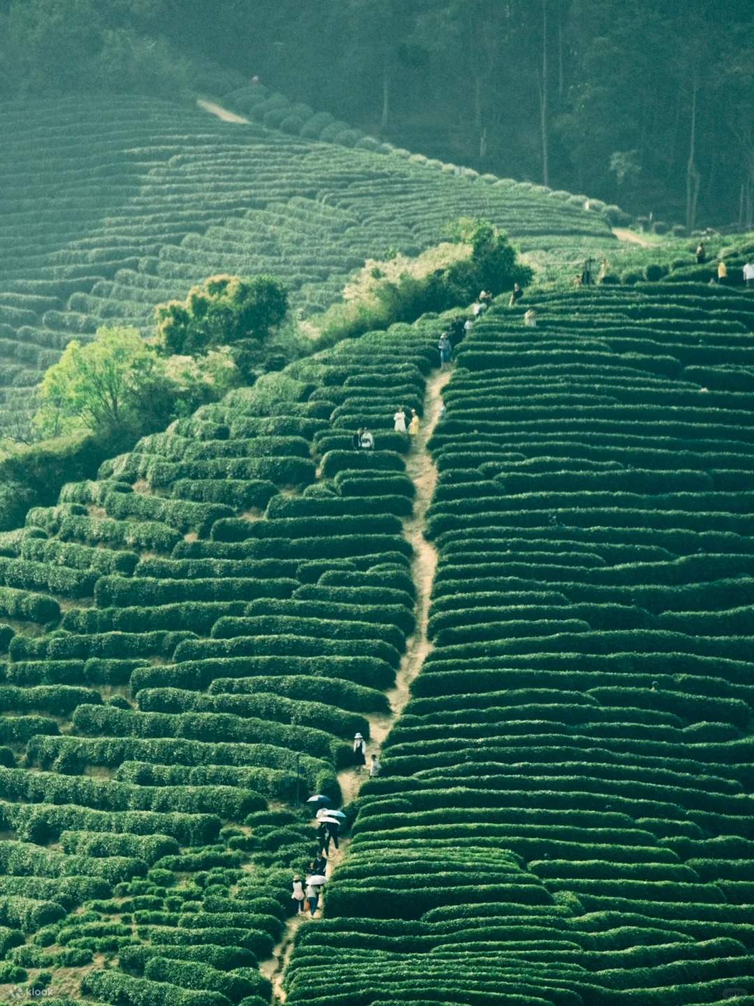 Pemetikan teh Desa Longjing + penggorengan teh + tur mencicipi teh ...