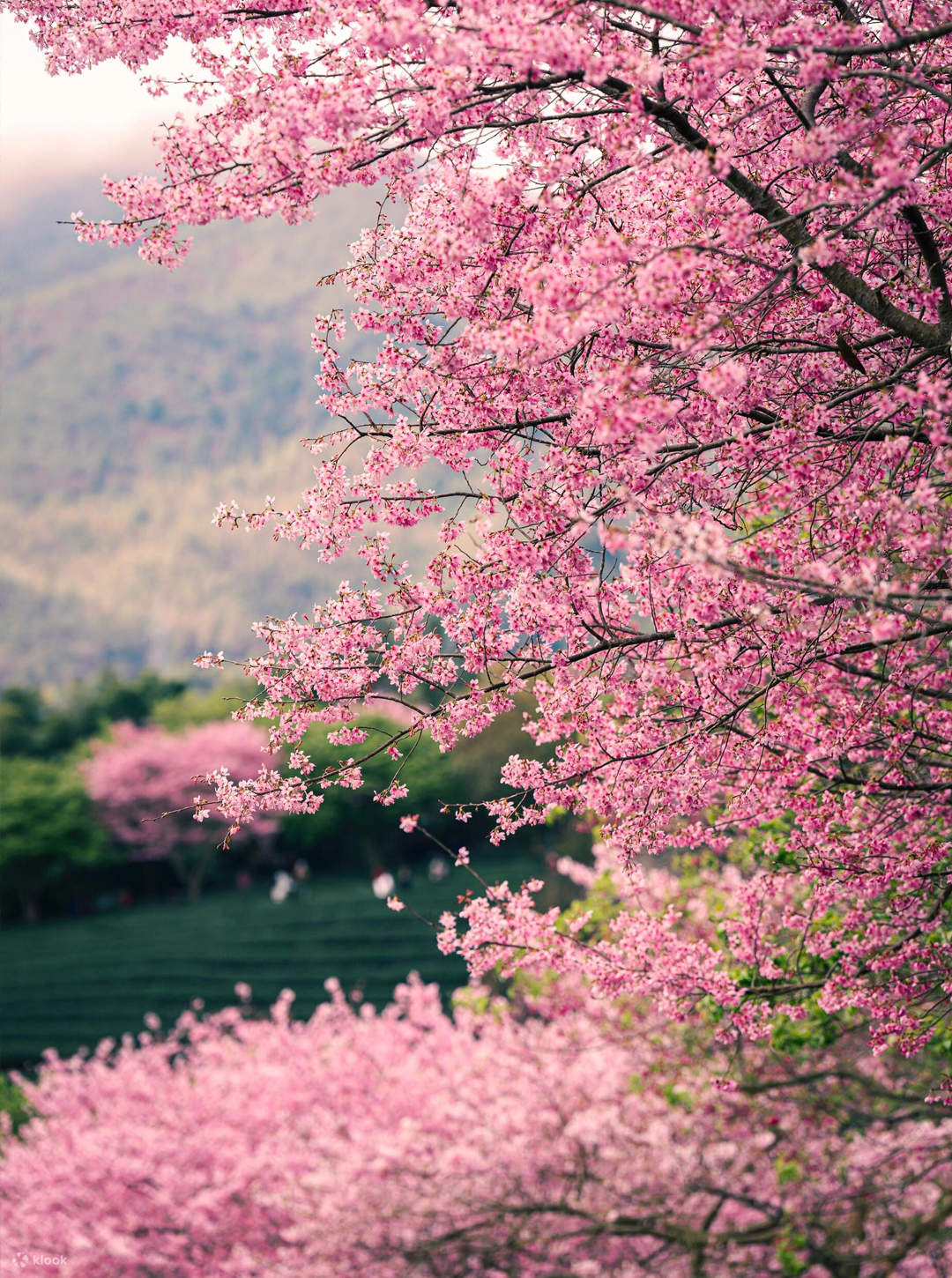 Yongfu Cherry Blossom & Zhuangyuan Building Scenic Area Chartered Car ...