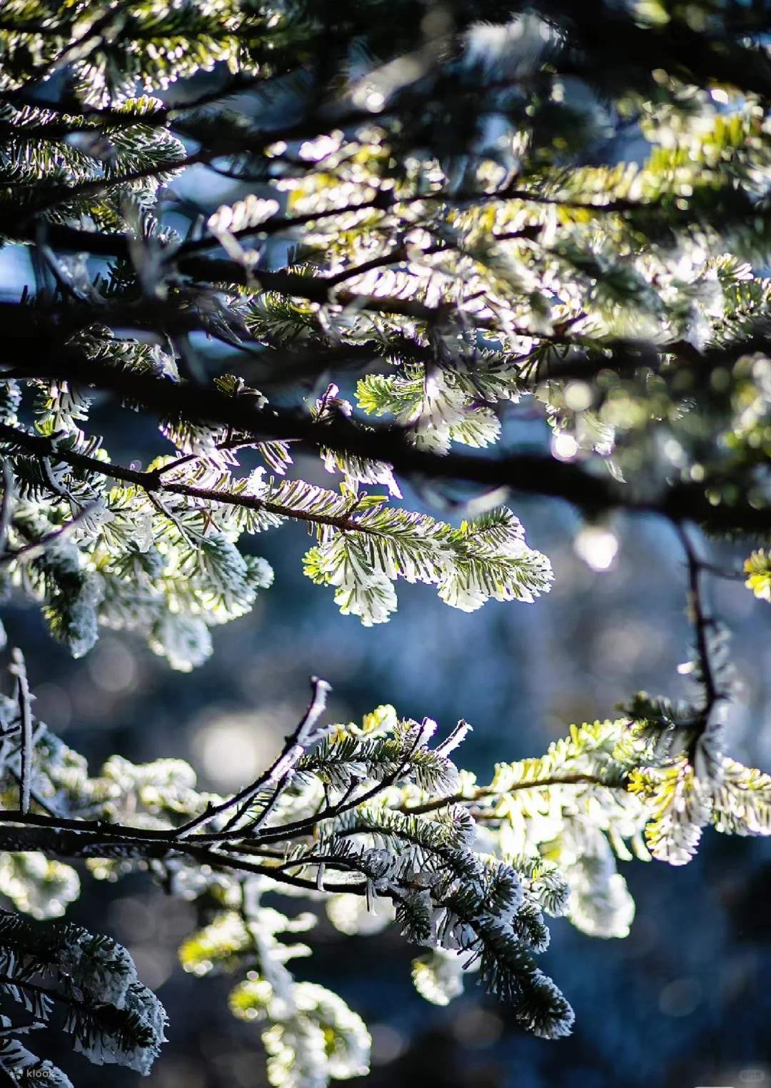 Yunnan Kunming-Jiaozi Snow Mountain 3 days 2 nights private tour ...