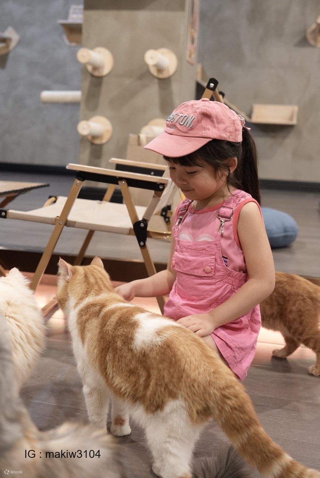 Kelly and Meows Cat Experience Center in Hong Kong - Klook