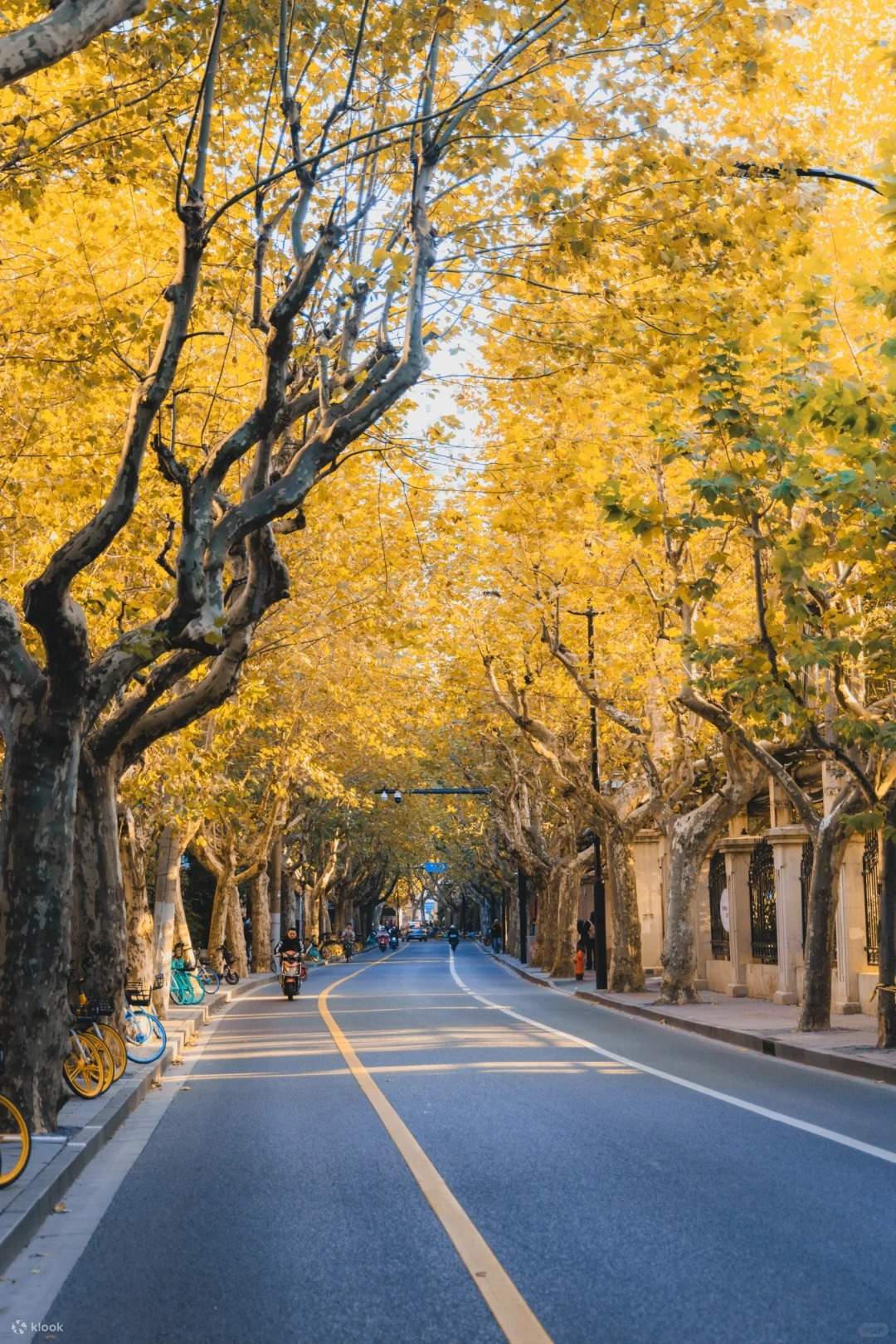 Sinan Road "Old Money" Themed Tour + Endless Shanghai Sinan Road ...