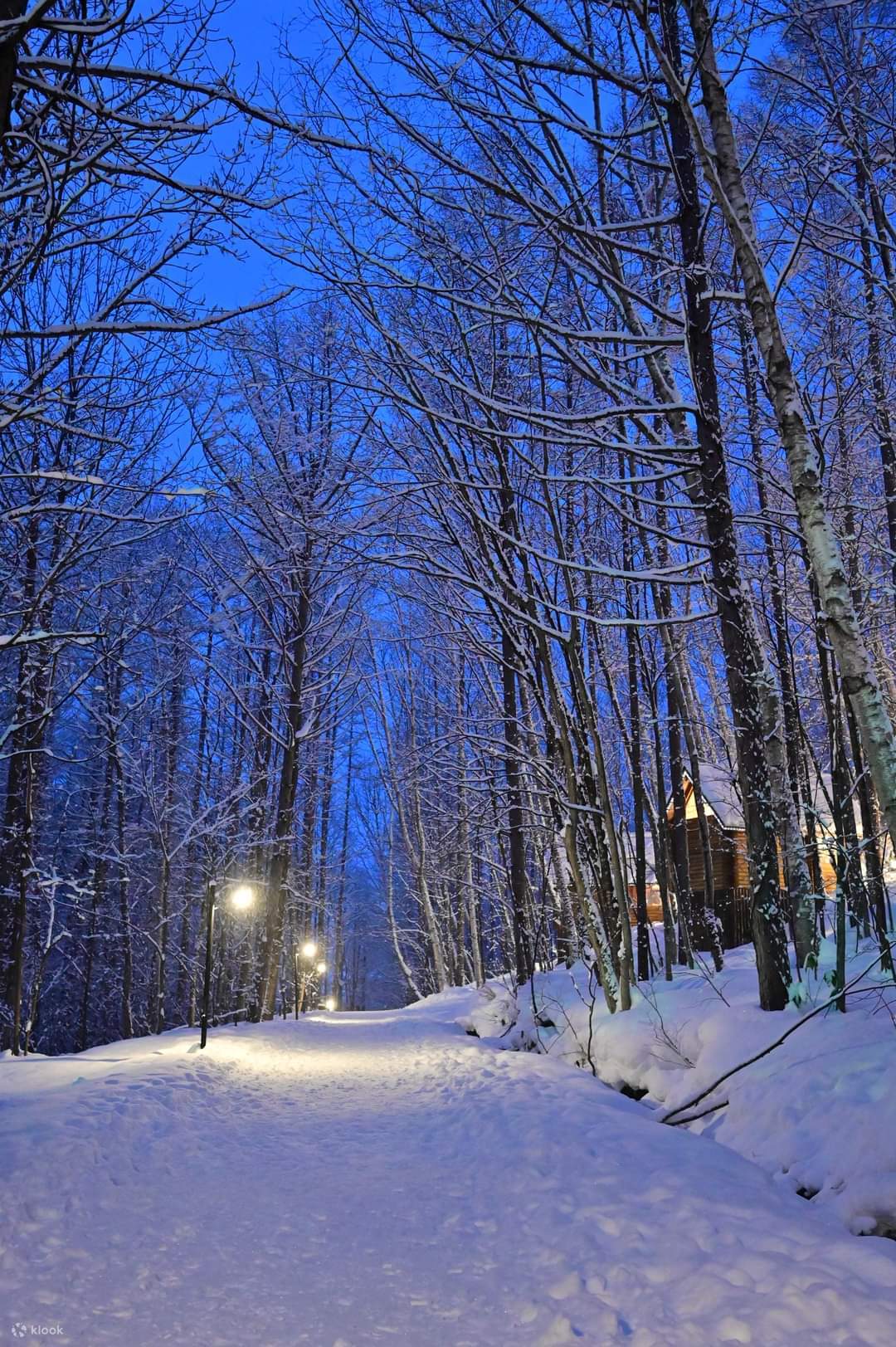 Illumination Tour Furano Fairy Terrace & Biei Green Pond & Shirasuga ...