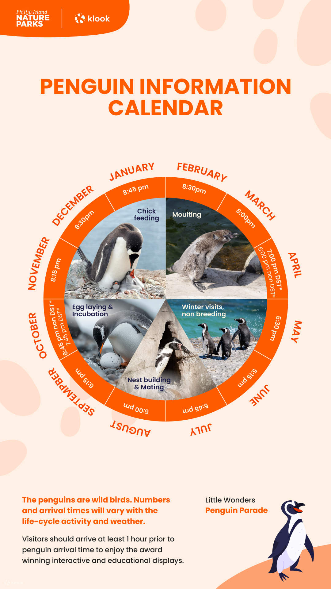 Philip Island Penguin Parade Ticket - Klook Australia