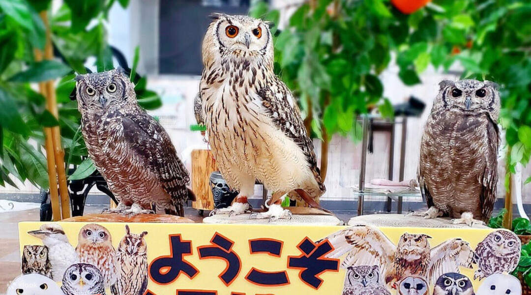 Owlcafe Tokyo Owlpark and Muscular Girls Join In Half Day Walking Tour ...