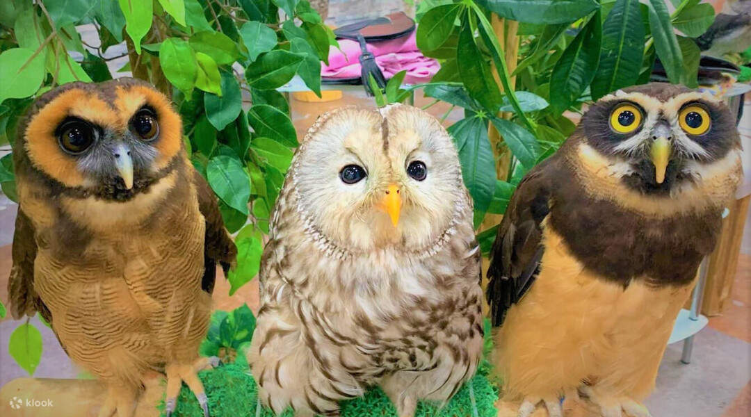 Owlcafe Tokyo Owlpark e Muscular Girls si uniscono al tour a piedi di ...