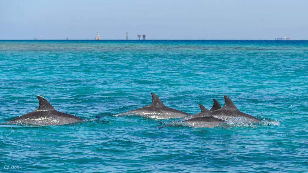 Rumah Lumba-lumba Hurghada dan Perahu Pisang & Snorkeling - Klook Indonesia