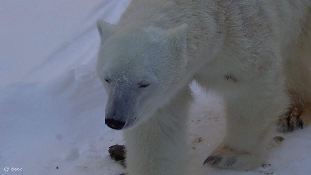 Asahiyama Zoo & Biei & Shikisai no Oka & Forest Elf Terrace Day Trip ...