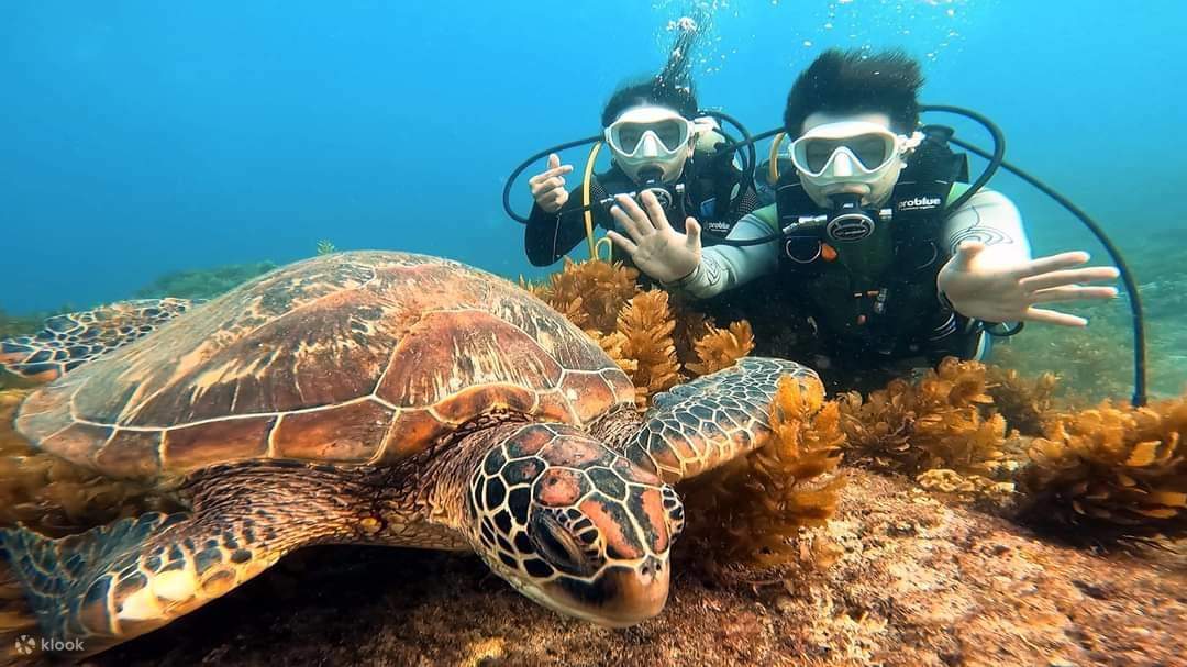 Pingtung: Xiaoliuqiu snorkeling, canoeing, SUP boarding, and diving ...