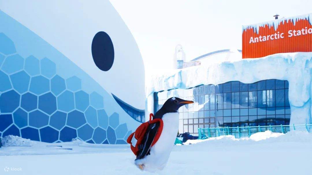 Harbin Polar Park Tickets - Klook