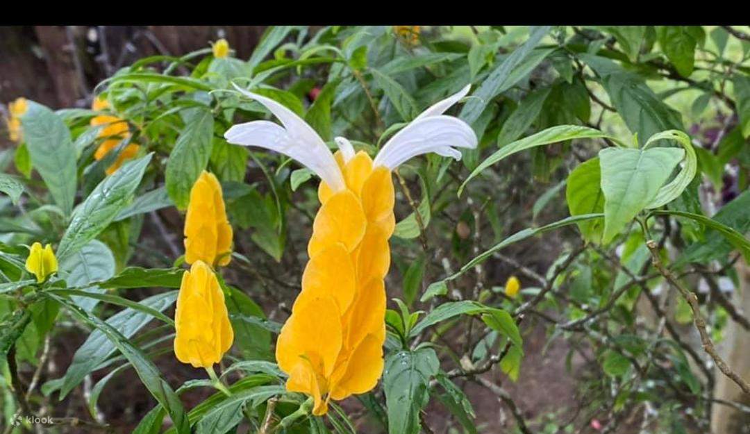 Sunrise Morning Tour : Penanghill & Local Morning Market - Klook Singapore