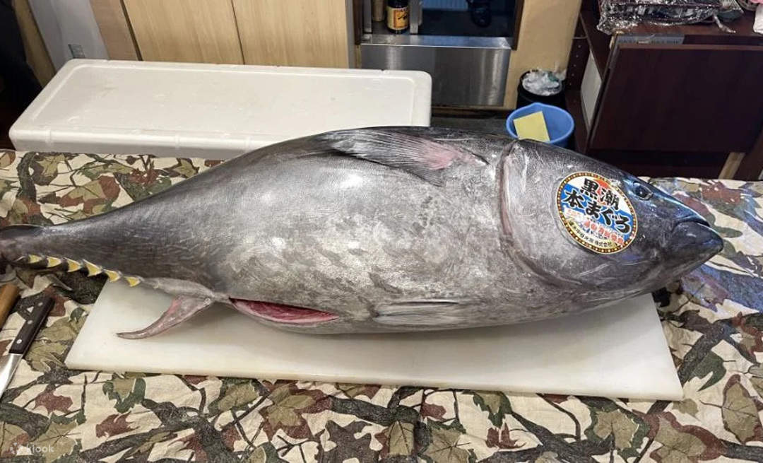 150 Min Join In Tuna Cutting Show with All You Can Eat Fresh Tuna Sushi ...