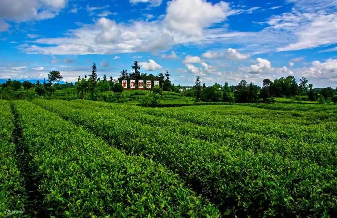 Private one-day tour from Chengdu to Mengding Mountain Tea Garden, tea picking and tea making ...