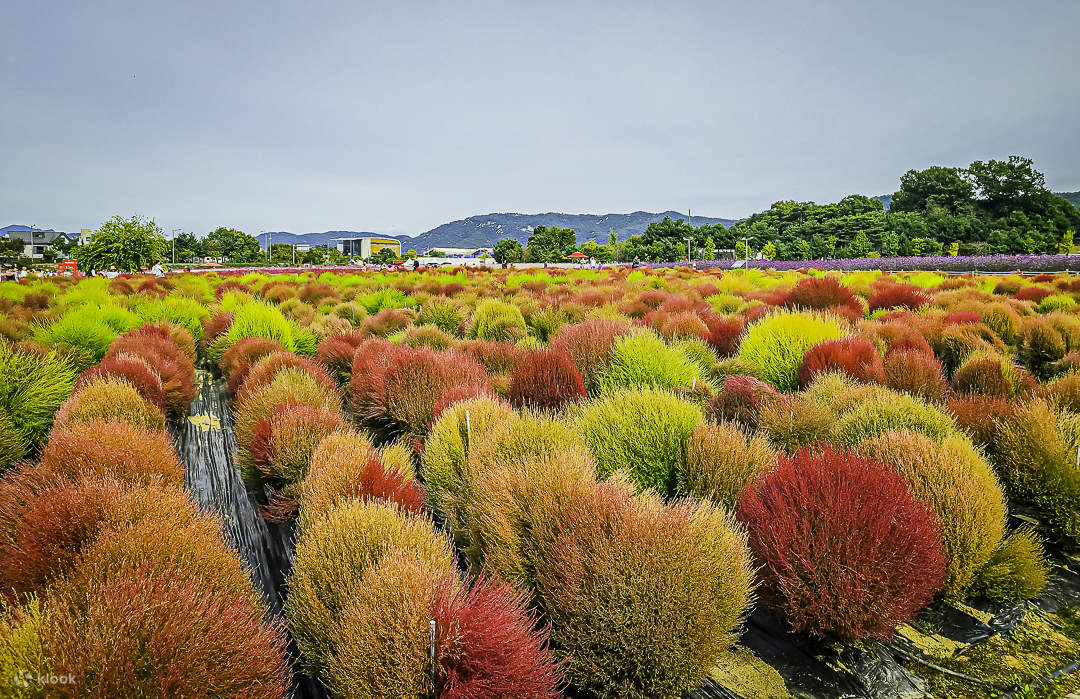Eden Cherry Blossom & Nami Island & Alpaca World & Rail Bike Tour - Klook Australia