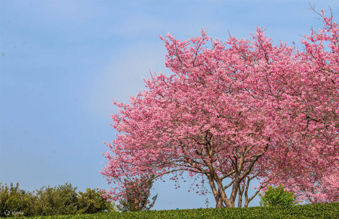 Yongfu Cherry Blossom & Zhuangyuan Building Scenic Area Chartered Car ...