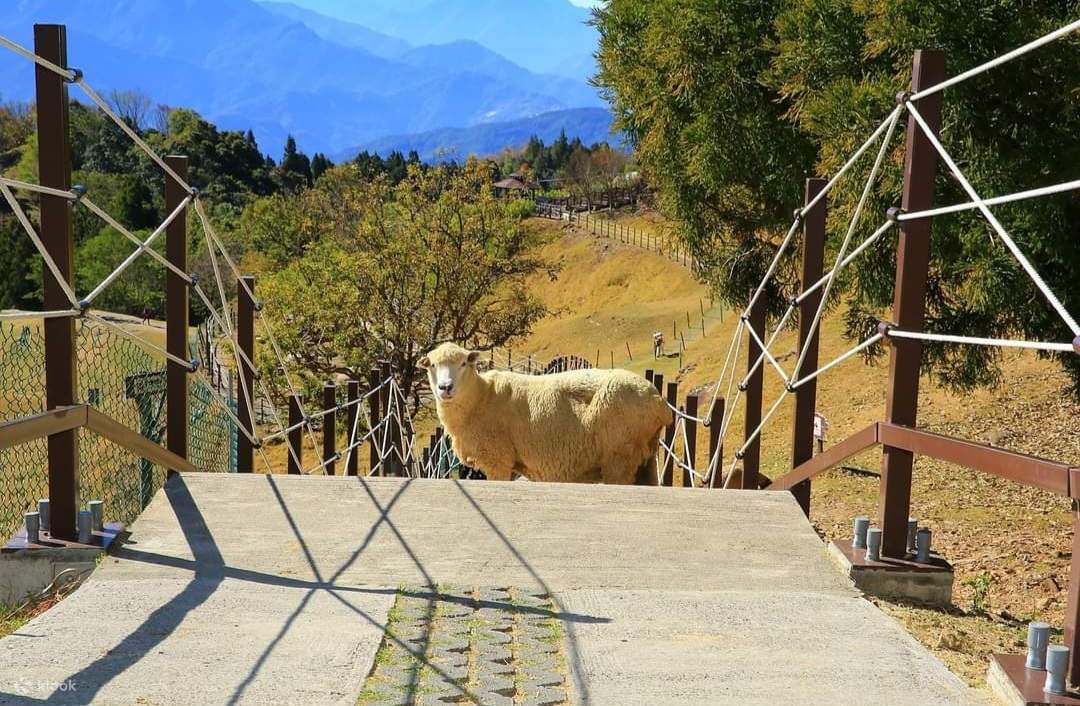 Taichung Gaomei Wetlands & Cingjing Farm One-Day Tour - Klook Philippines