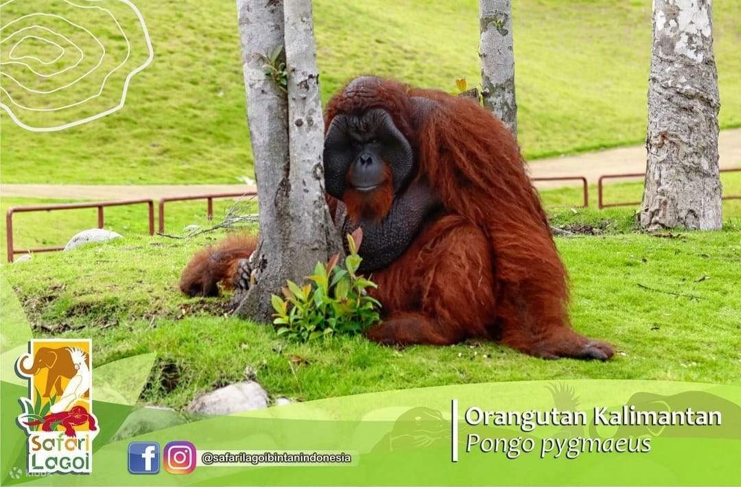 Safari Lagoi & Eco Farm - Tur Pulau Bintan dari Bintan - Klook Indonesia