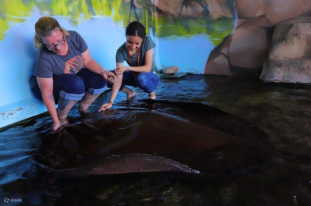 Whipray Encounter Experience in Darwin - Klook