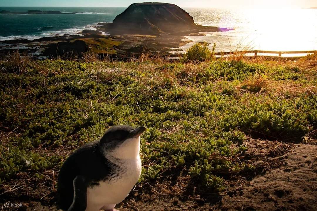Melbourne: Penguin Parade, Koalas & Kangaroos Brighton Boxes Tour ...