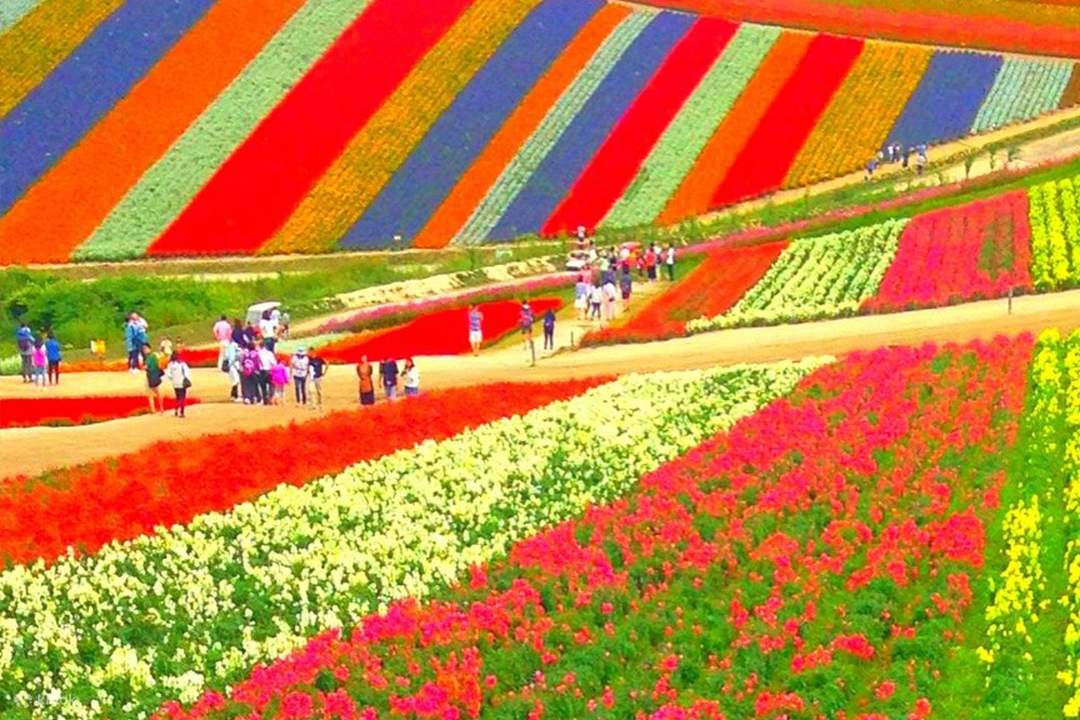 [Hokkaido Summer Hot Spots] Patchwork Road Seven Star Tree & Shikisai ...