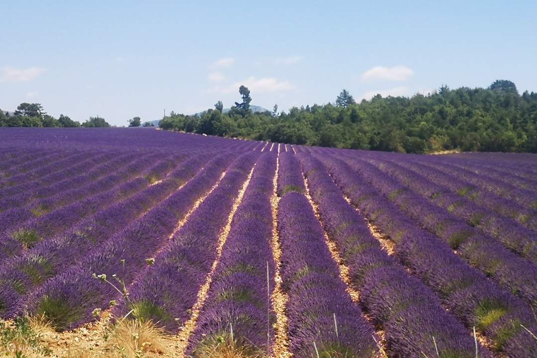 Lavender Fields from Aix en Provence Join In Half Day Tour - Klook India