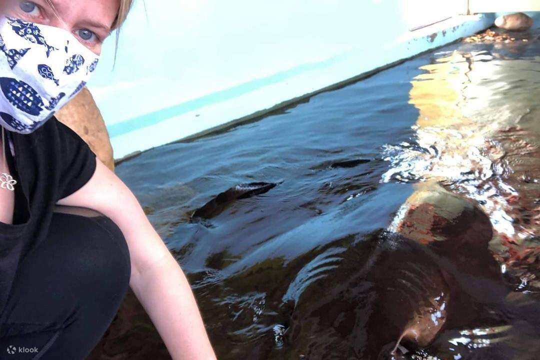 Whipray Encounter Experience in Darwin - Klook