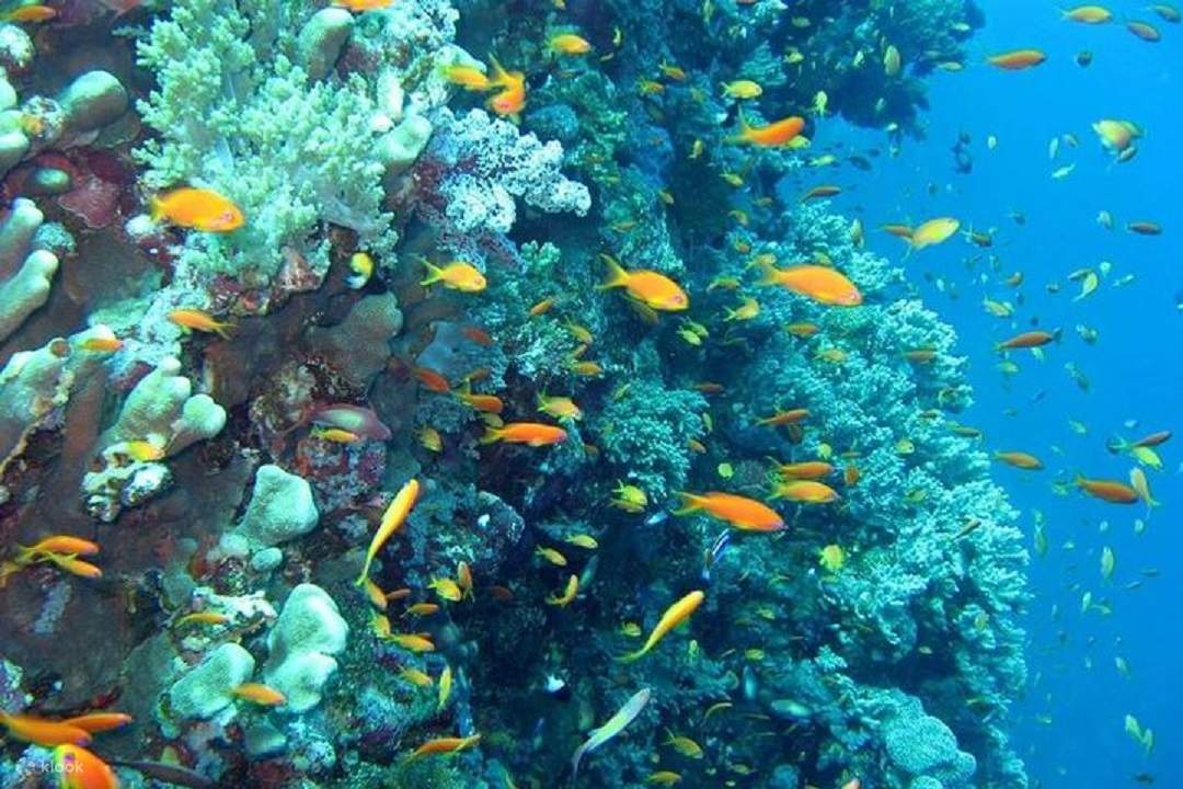 Hula Hula Island Sea Trip With Water Sports & Lunch – Hurghada - Klook ...