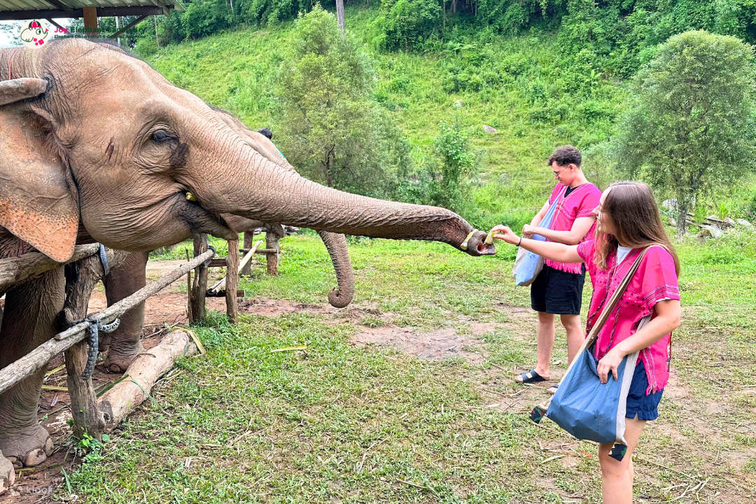 Osservazione degli elefanti a Chiang Mai ed escursioni sul Doi Inthanon ...