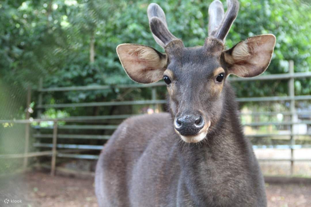 Biglietto per lo zoo di Malacca - Klook Stati Uniti