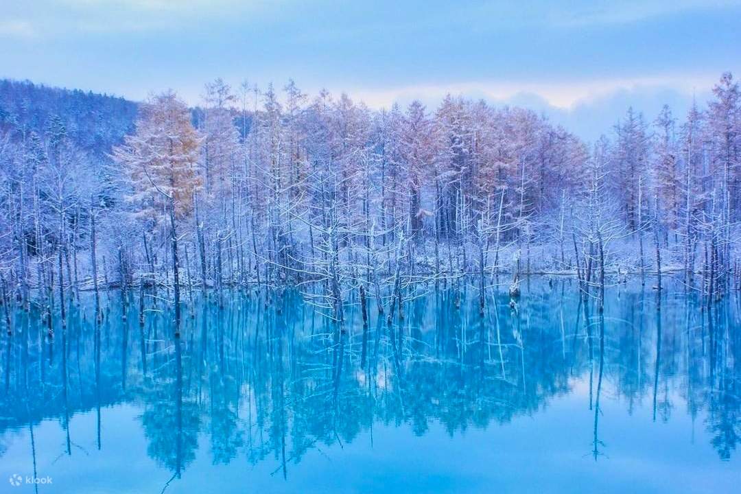 [Hokkaido Summer Popular Check-in] Patchwork Road Seven Star Tree ...