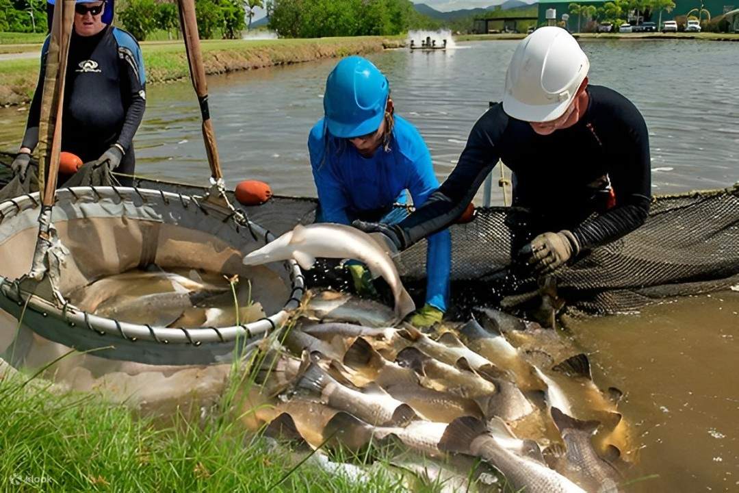 Fishing Experience in the Daintree from Cairns - Klook