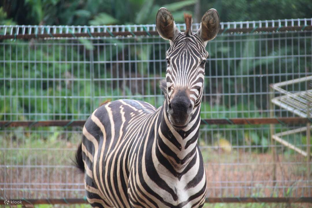 Biglietto per lo zoo di Malacca - Klook Stati Uniti