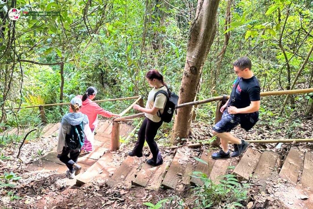 Osservazione degli elefanti a Chiang Mai ed escursioni sul Doi Inthanon ...