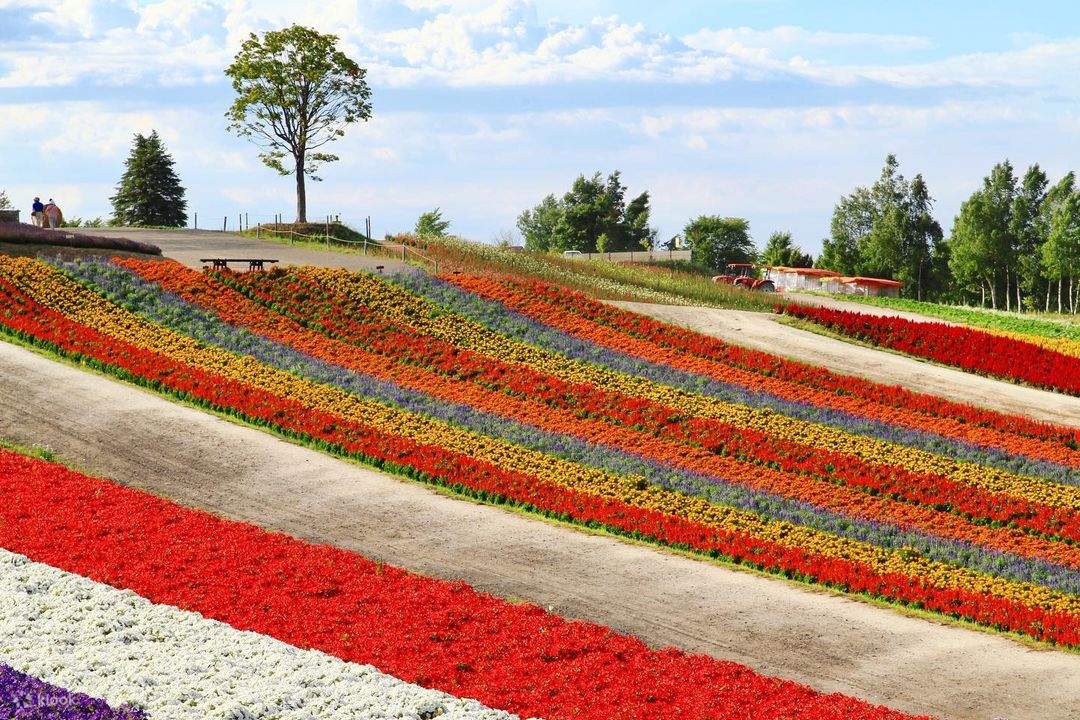 Hokkaido｜Biei Furano & Farm Tomita & Shikisai-no-Oka Day Tour｜Depart ...