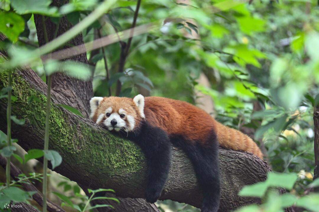 One-Day Chengdu Sanxingdui & Panda Base Exploration (Journey Through ...