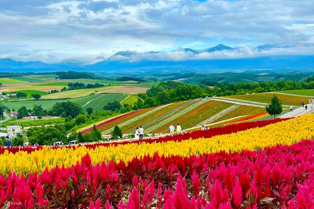 [Hit Instagram Musim Panas Hokkaido] Lawatan Sehari ke Patchwork Road ...